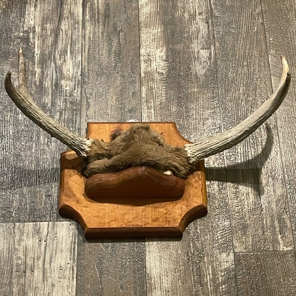 Accents | Whitetail Deer Antler Mount Plaque Unique 4 Point Cabin Decor ...